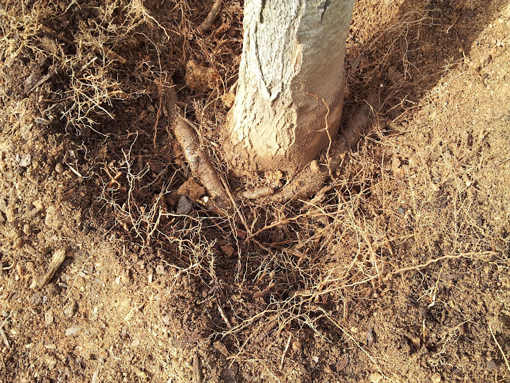 The Wandering Arborist: The Root Collar, Oh No