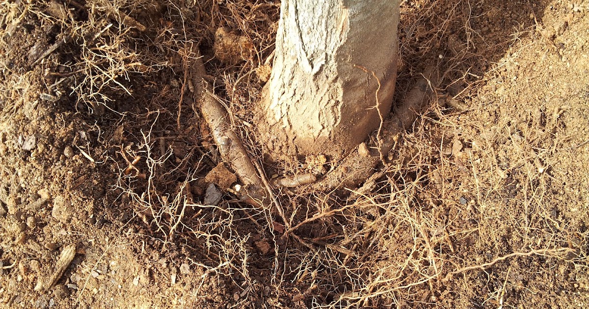 The Wandering Arborist: The Root Collar, Oh No