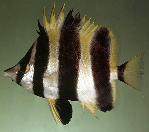 Artes de Pesca: LOS PECES MARIPOSA