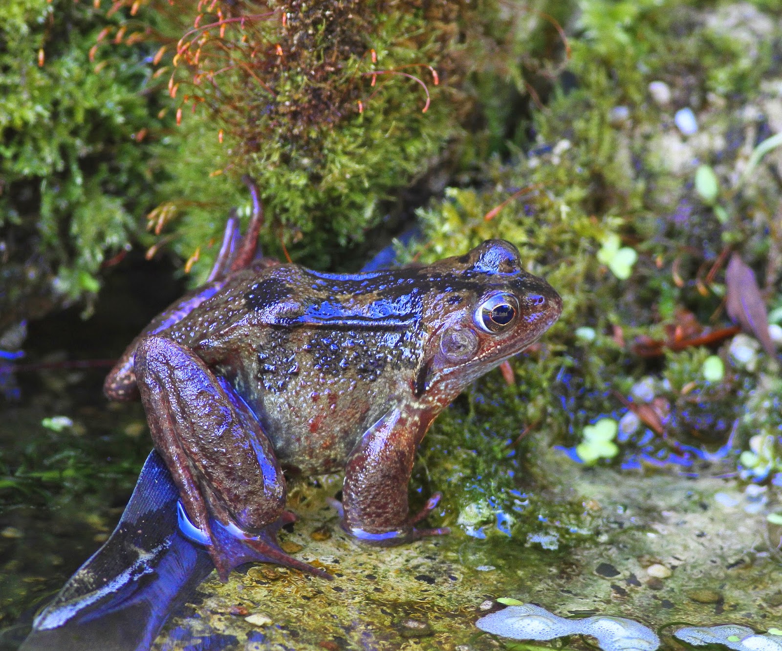 Birding Poole Harbour & Beyond: 14 May 14 - Family Photo Tick