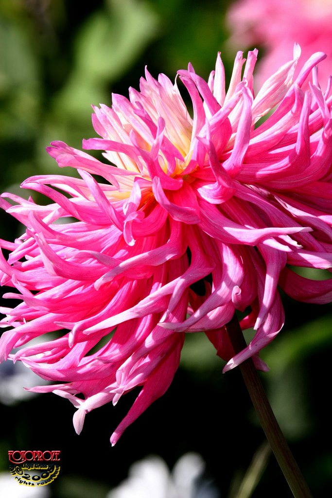 wallpaper bunga bunga