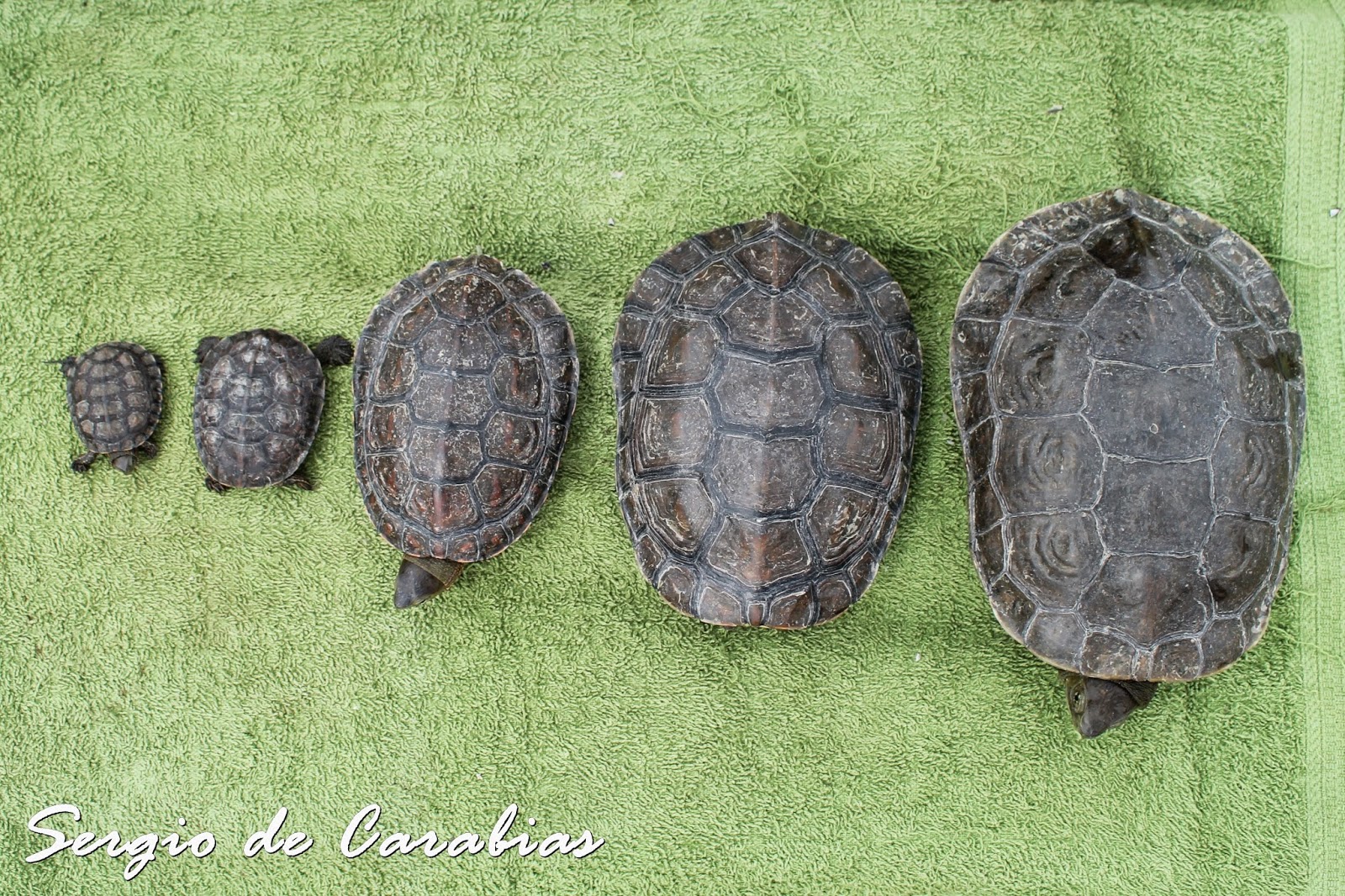 Aprendiz de biólogo y de artista: julio 2014