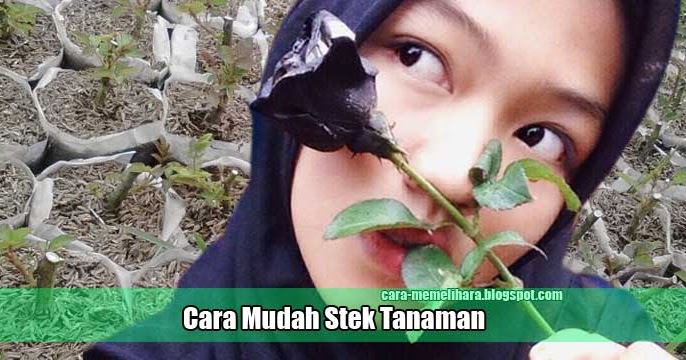 Cara Mudah Stek Tanaman
