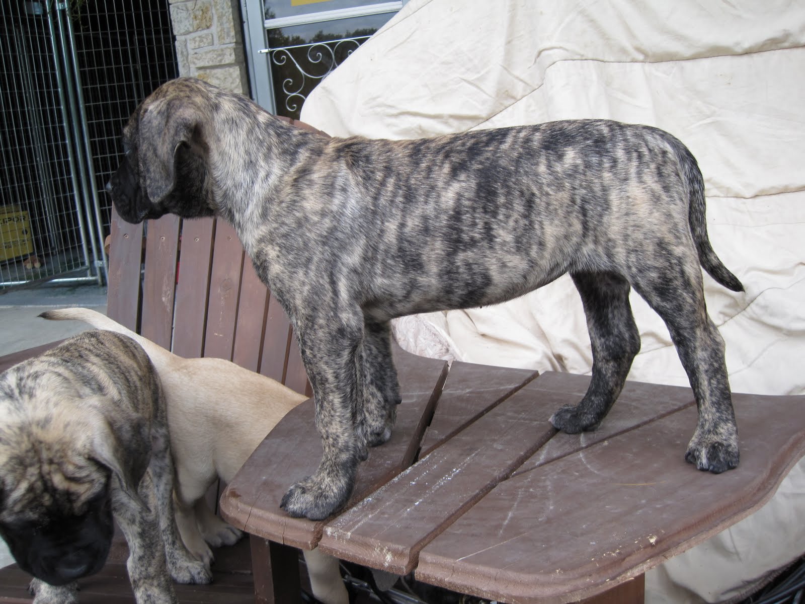 Presa Canario Puppies: brindle female