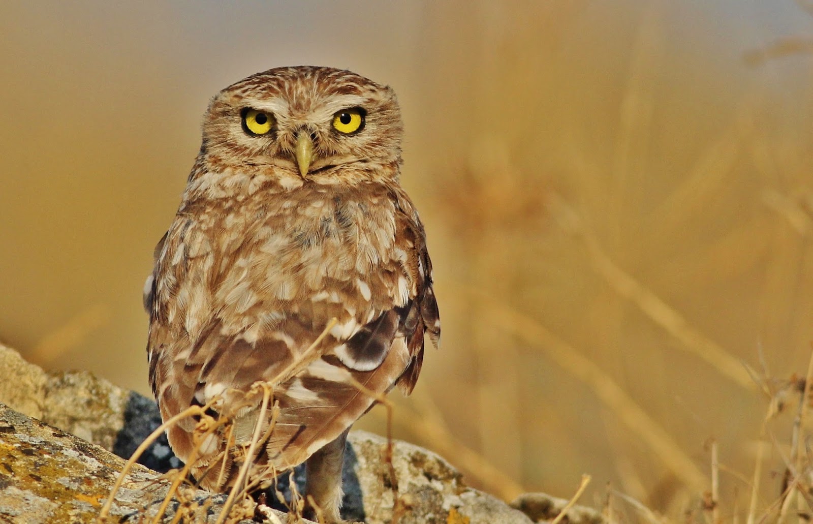 Cyprus Birding Tours And Wildlife Tours Around Cyprus