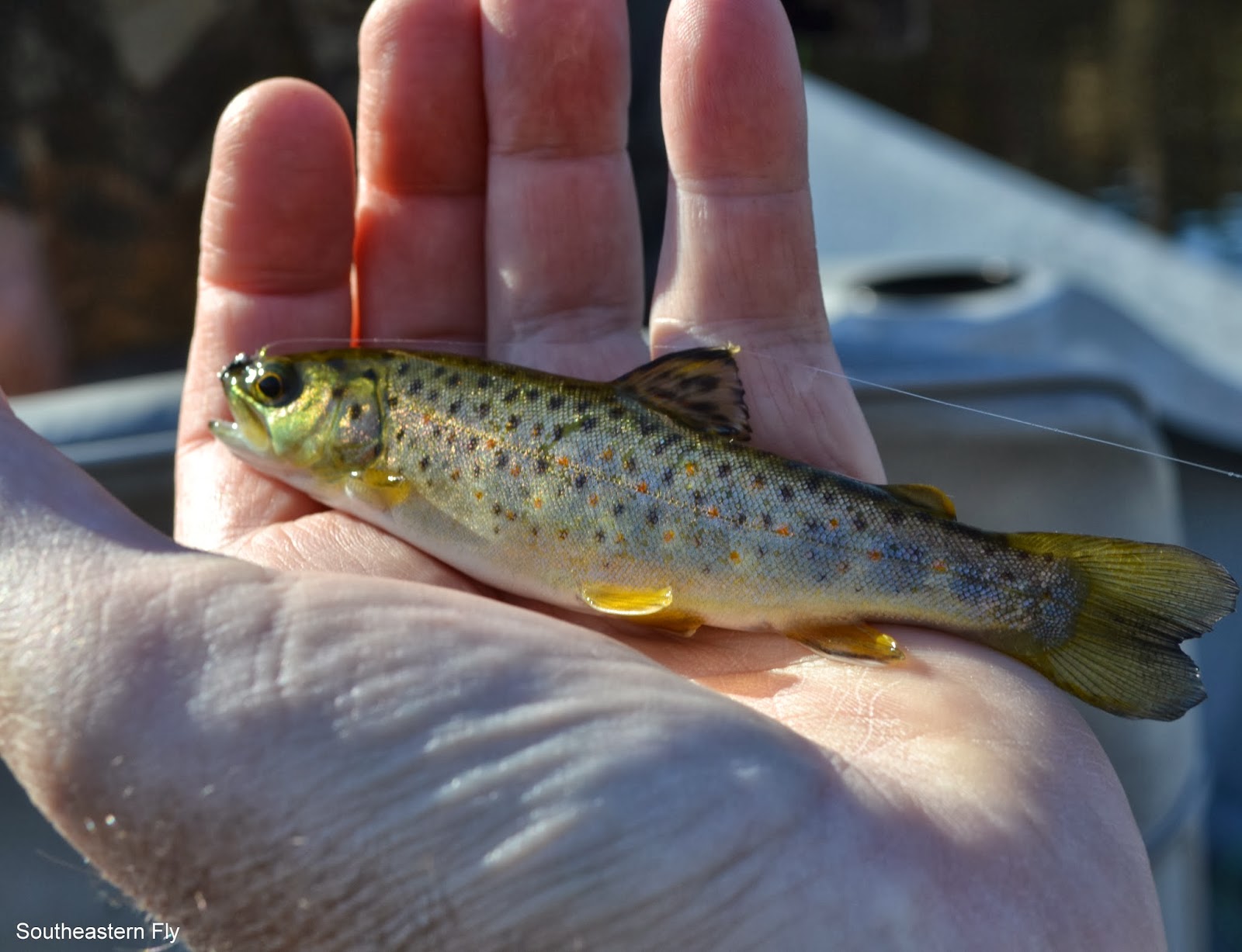 Southeastern Fly: Tennessee Fly Fishing Report