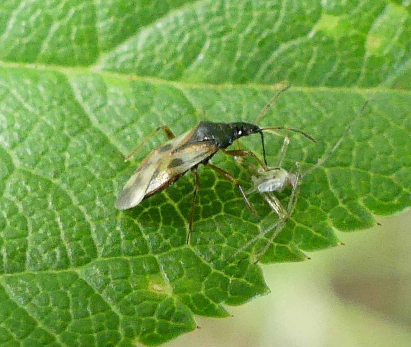 Insects of Scotland: True Bugs