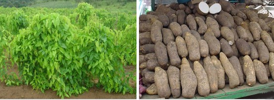 Cará ou Inhame (D. alata, D. rotundata e D. cayennensis)