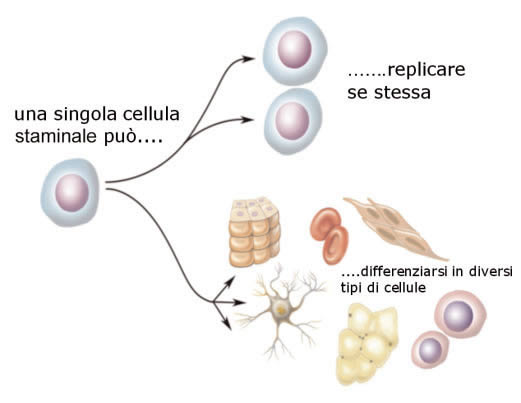 SPERMATOZOI DA STAMINALI, SPERANZA PER UOMINI STERILI DOPO CURE ANTI-CANCRO