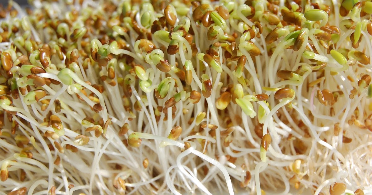 The Benefits of Planting Alfalfa