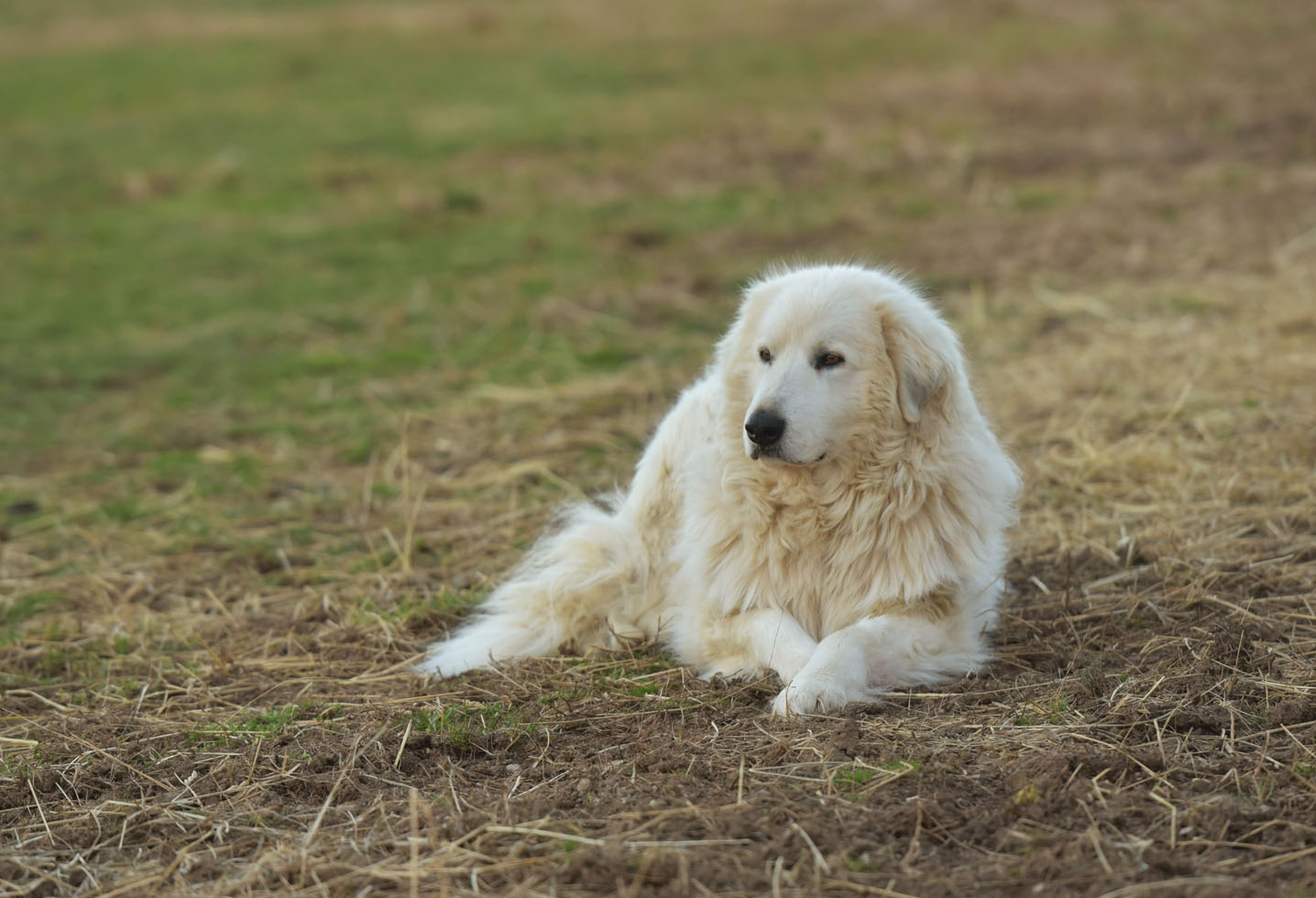 More Favorite Sheep: Paws Crossed