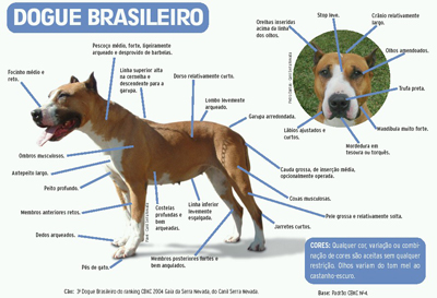 Blog Interessante: Dogue brasileiro - Brazilian dogo - Brazilian dogge