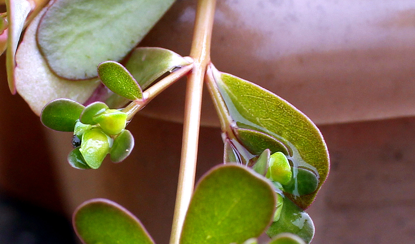 Hasil Hunting Foto Macro Bunga Hari Ini - WEB | LOVEHEAVEN 07