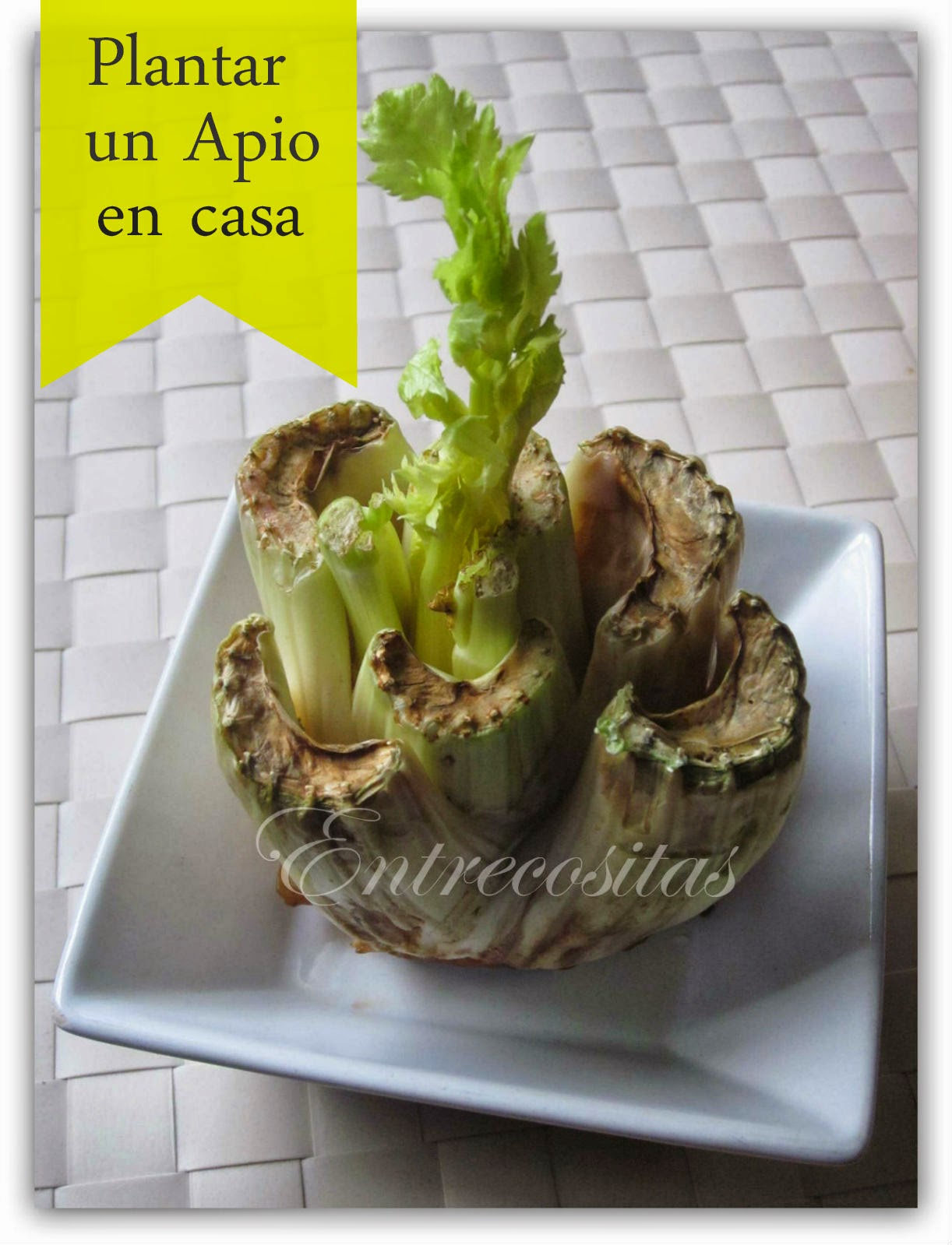 COMO PLANTAR UN APIO EN CASA (2ª parte)