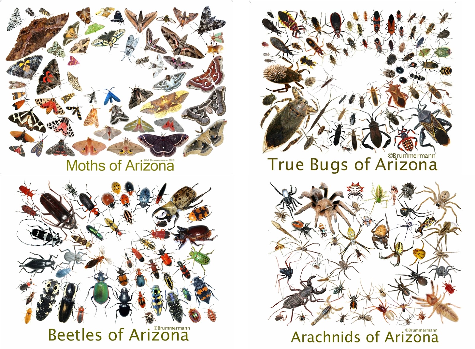 Arizona: Beetles, Bugs, Birds and more: Arizona Butterflies