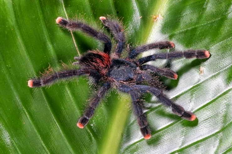 BIOLOGIALRR: Avicularia avicularia