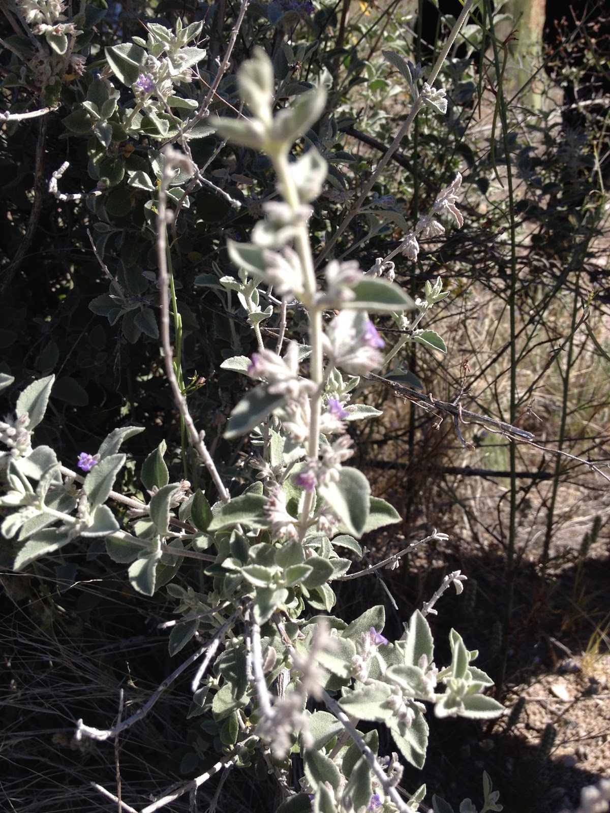 Wild Herb Ways: Desert Lavender, Hyptis emoryi