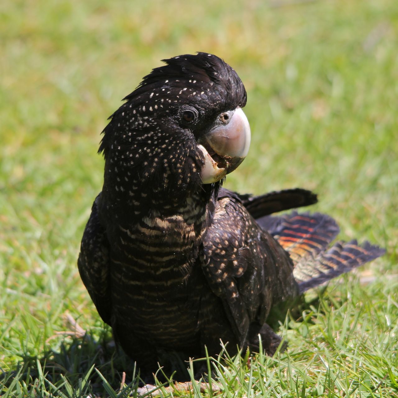 Pete's Flap Birding Aus: Kununurra cockies