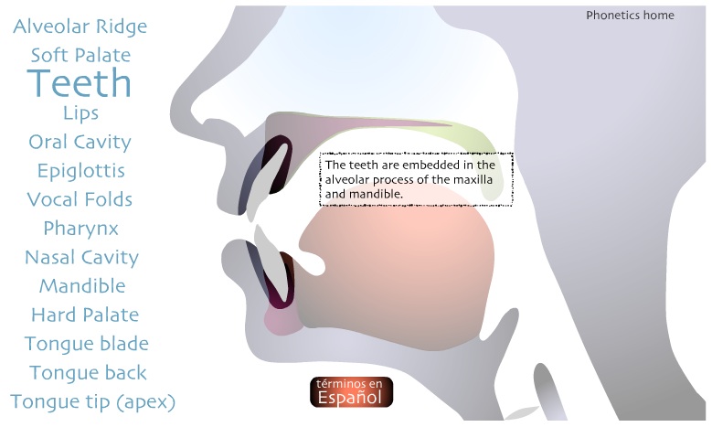 American English: Phonetics: The Sound of American English (3)