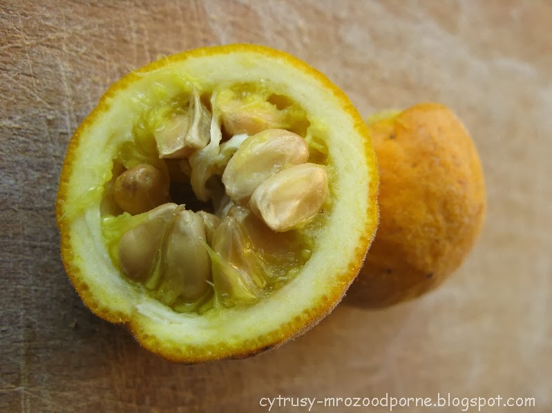 Cytrusy Mrozoodporne: Poncirus Trifoliata - Pomarańcza mrozoodporna