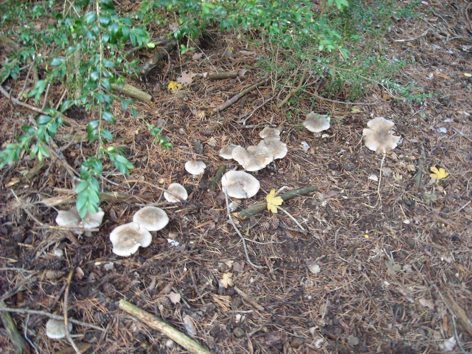 DE LOS PATER, MENDAZA Y OTRAS HIERBAS: NUEVOS RECORRIDOS DE MONTAÑA ...