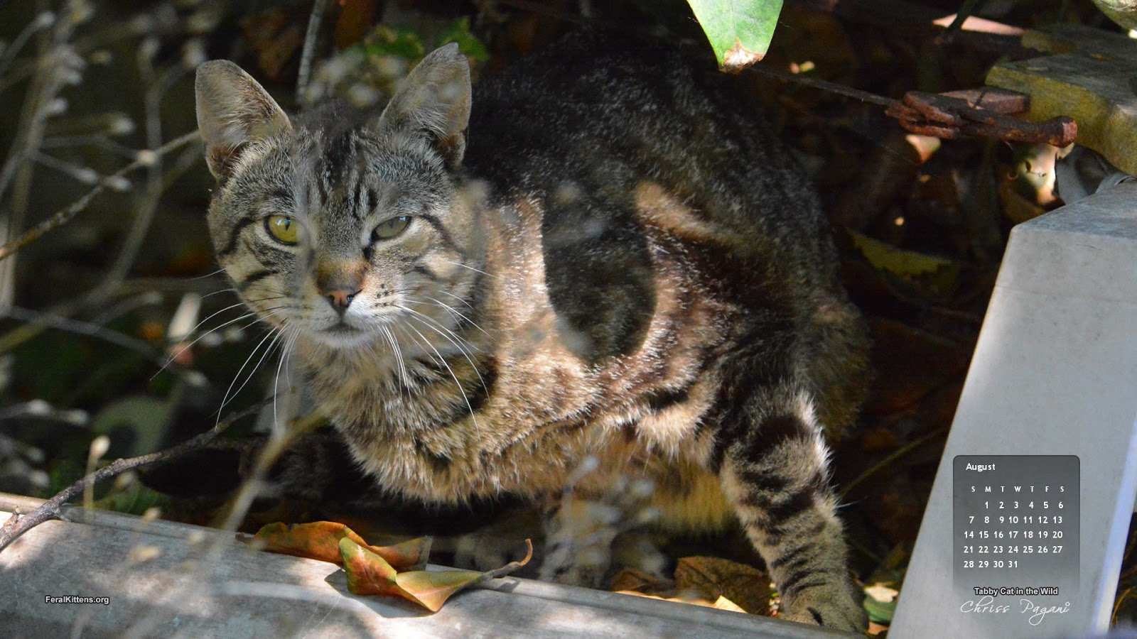 August Cat of the Month Wallpaper Tabby in the Wild