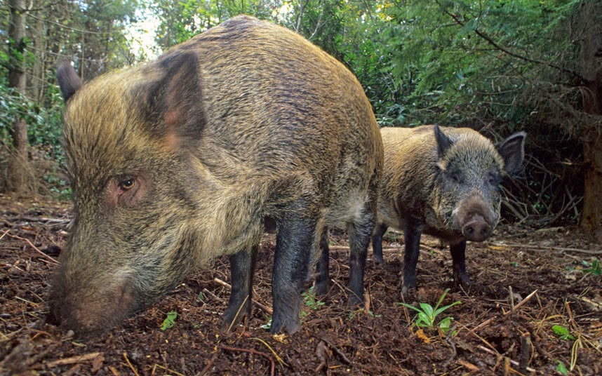 Boar | Fun Animals Wiki, Videos, Pictures, Stories