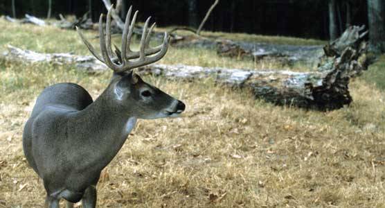 Midwest Deer Hunting: Deer Drawing Hunts for Indiana