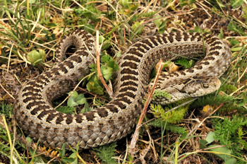 Serpent Research: Orsini Viper's Reproductive Strategy
