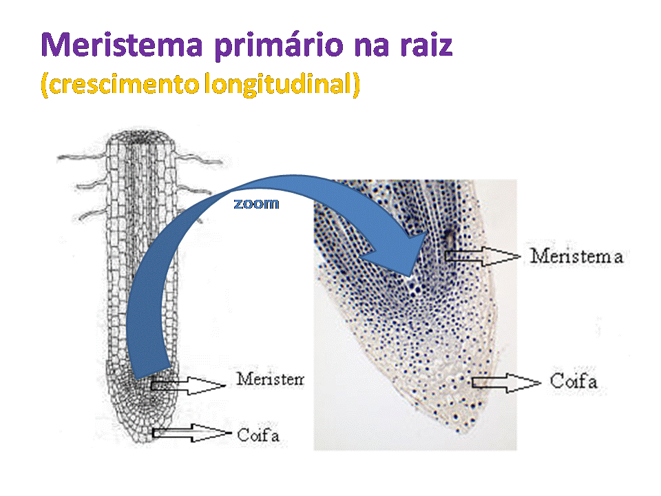 Biologia: Meristemas