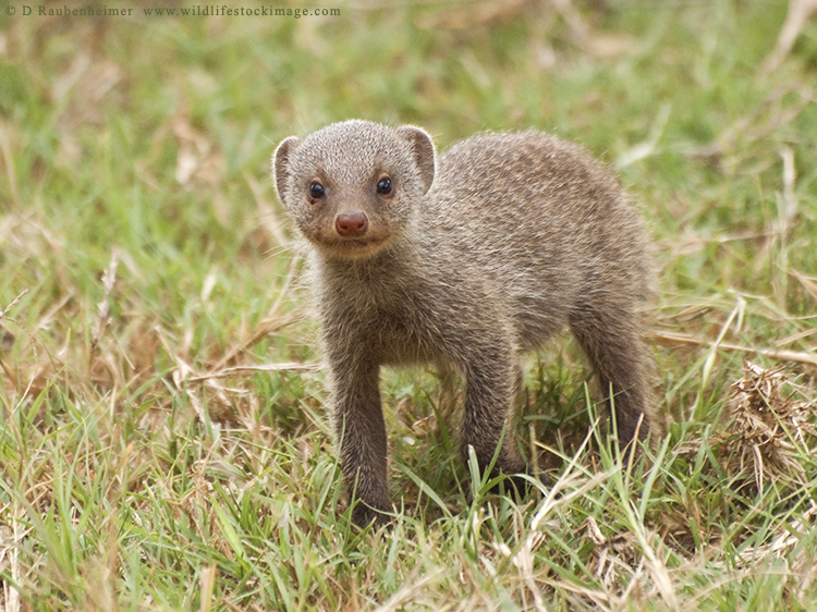 Wild PhotoMag: ROODEPLAAT DAM NATURE RESERVE, PRETORIA, SOUTH AFRICA