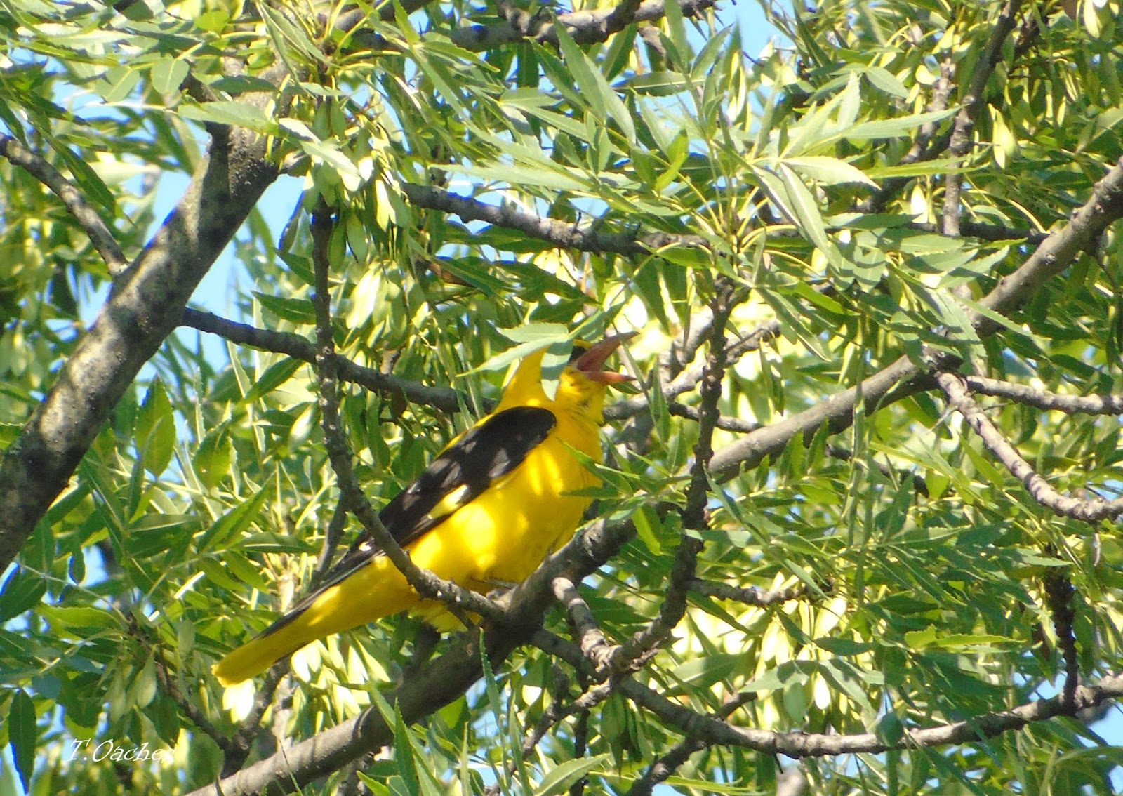 PASARI DIN ROMANIA: GRANGUR, Oriolus oriolus