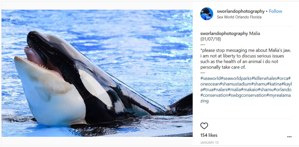 Voice of the Orcas: Phototoxicity and is the Hybrid SeaWorld Orca Malia ...