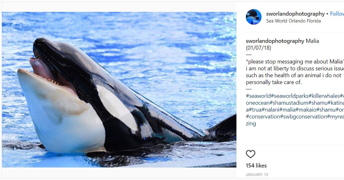 Voice of the Orcas: Phototoxicity and is the Hybrid SeaWorld Orca Malia ...