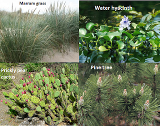 #64 Adaptations of the leaf, stem and root to different environments ...