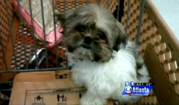 Four legged friends (and enemies): Georgia: American Bulldog Adopted ...