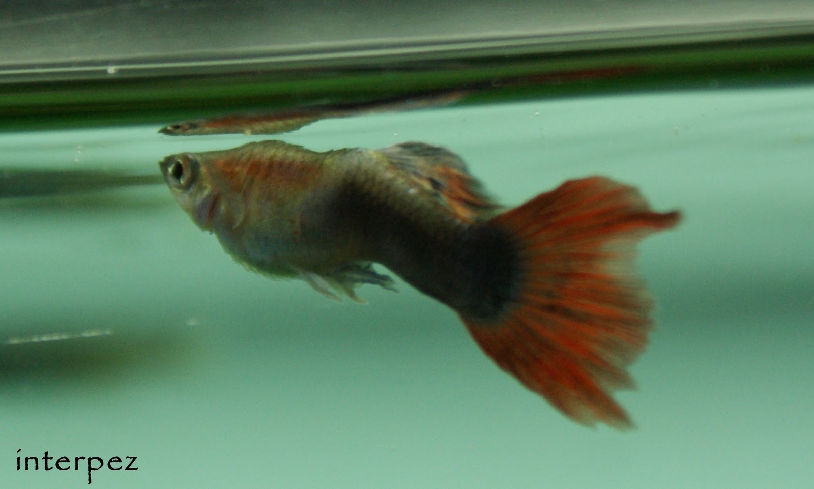 acuablog: ICTIOPHONOSIS en Guppys