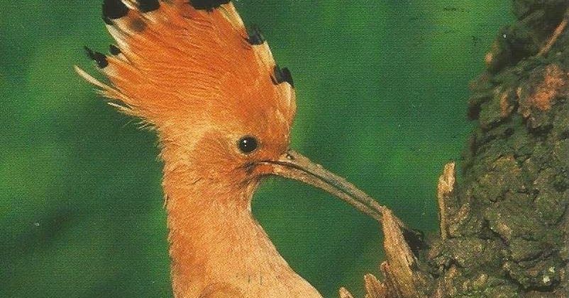 Cartes i postals d'arreu: Puput