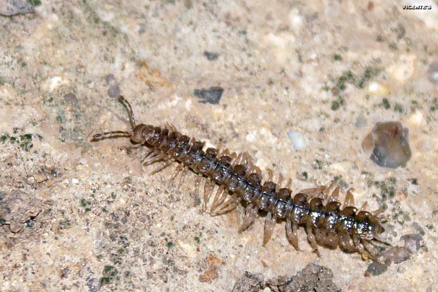 Fauna silvestre de Hormaza: Polydesmus angustus