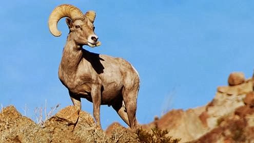 ¡Vive México, Baja California!