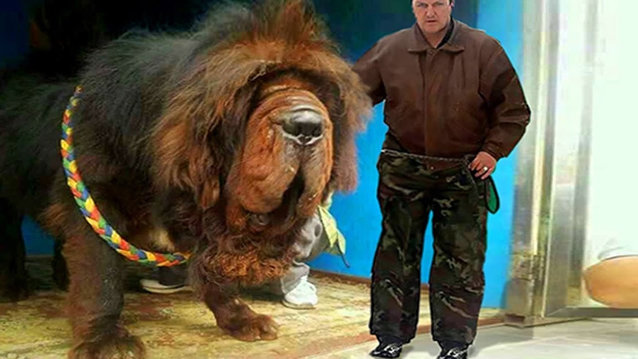 I Cani più Grandi del Mondo video - No Bufale