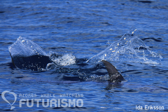 Blue marlin fact sheet - Azores Whales