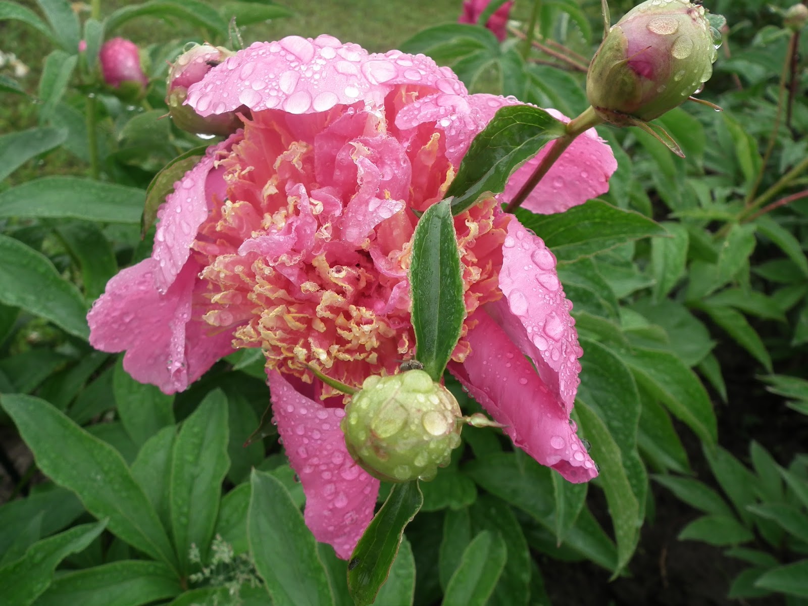 Peonies: Fifth Week of Peony Blooms June 13 to 19th