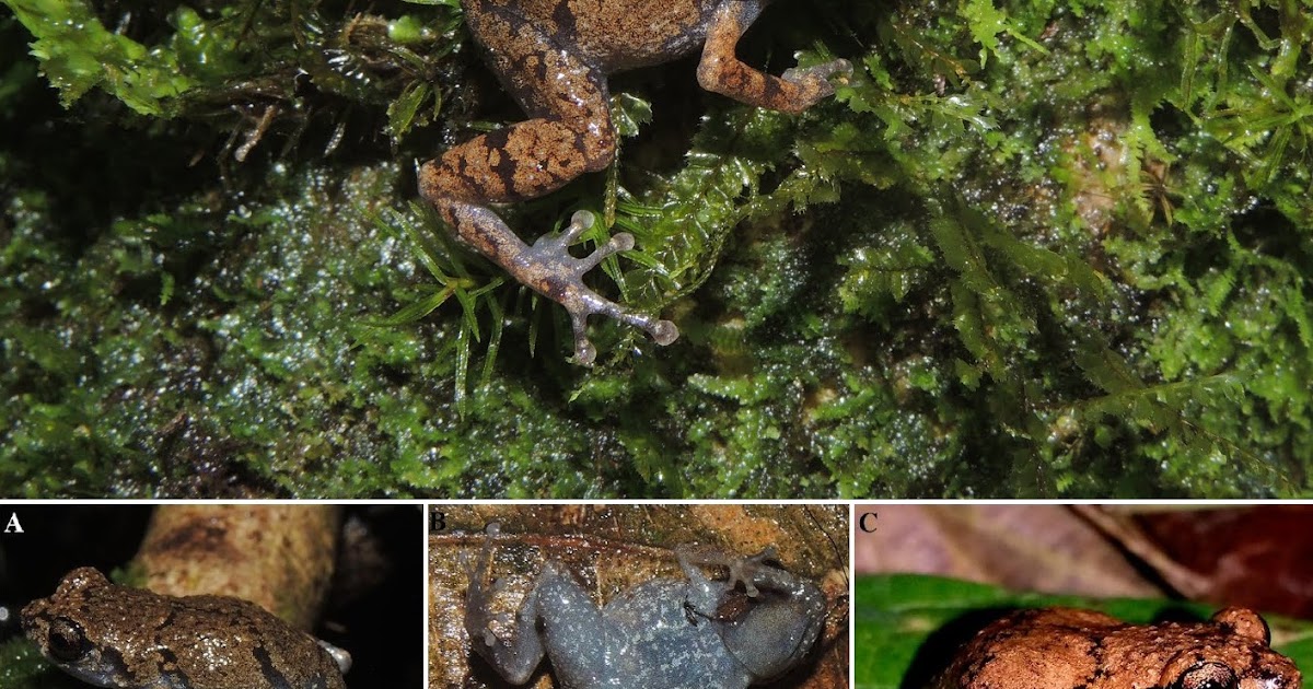 Species New to Science: [Herpetology • 2019] Diasporus amirae • A New ...