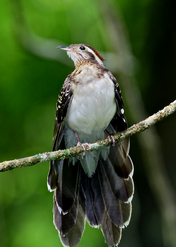 Bellas Aves de El Salvador: Dromococcyx phasianellus (cuco faisán, tres ...