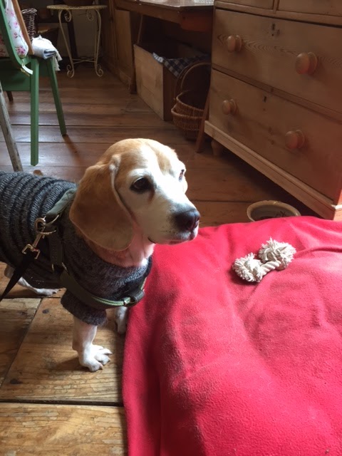 House of Pottery: Dog Lovers Haneda Beagle (検疫探知犬 お仕事をするビーグル）