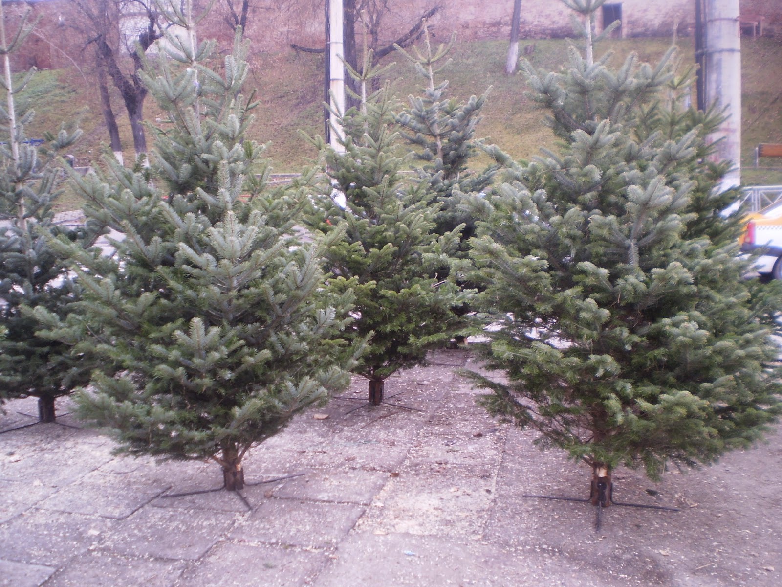 FOTO: Brazi din IMPORT în Piața Mediaș. Uite care sunt PREȚURILE ...