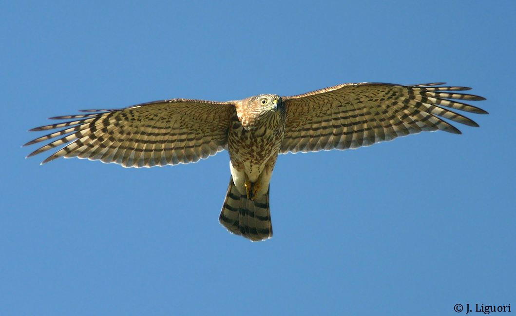 Hawk Identification Tips from every angle (Sharpie vs Cooper and Red ...