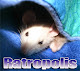 Ratropolis: What to Do for a Degloved Tail