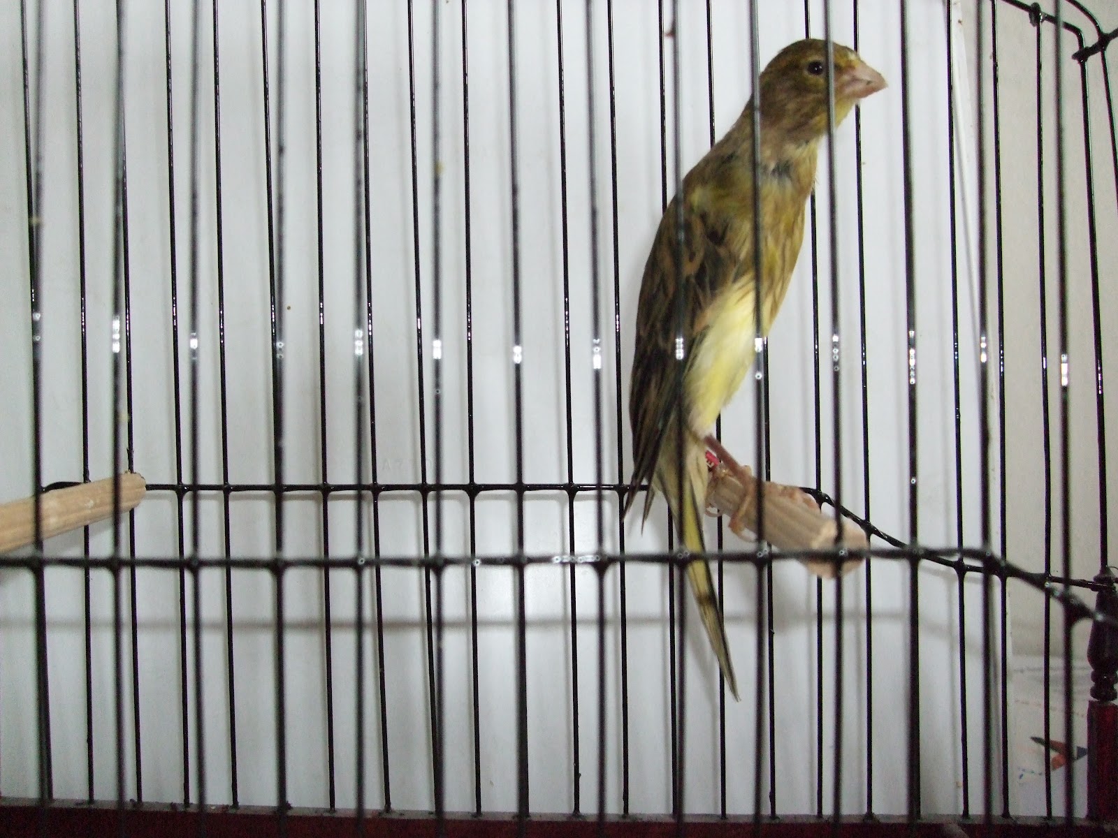 a scotch fancy canary blog